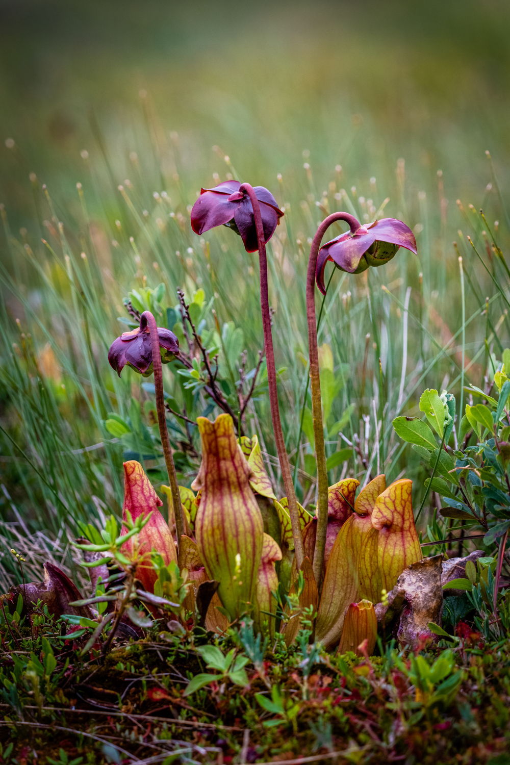 Newfoundland Pitcher Plant | Eric Bartlett | MARKET
