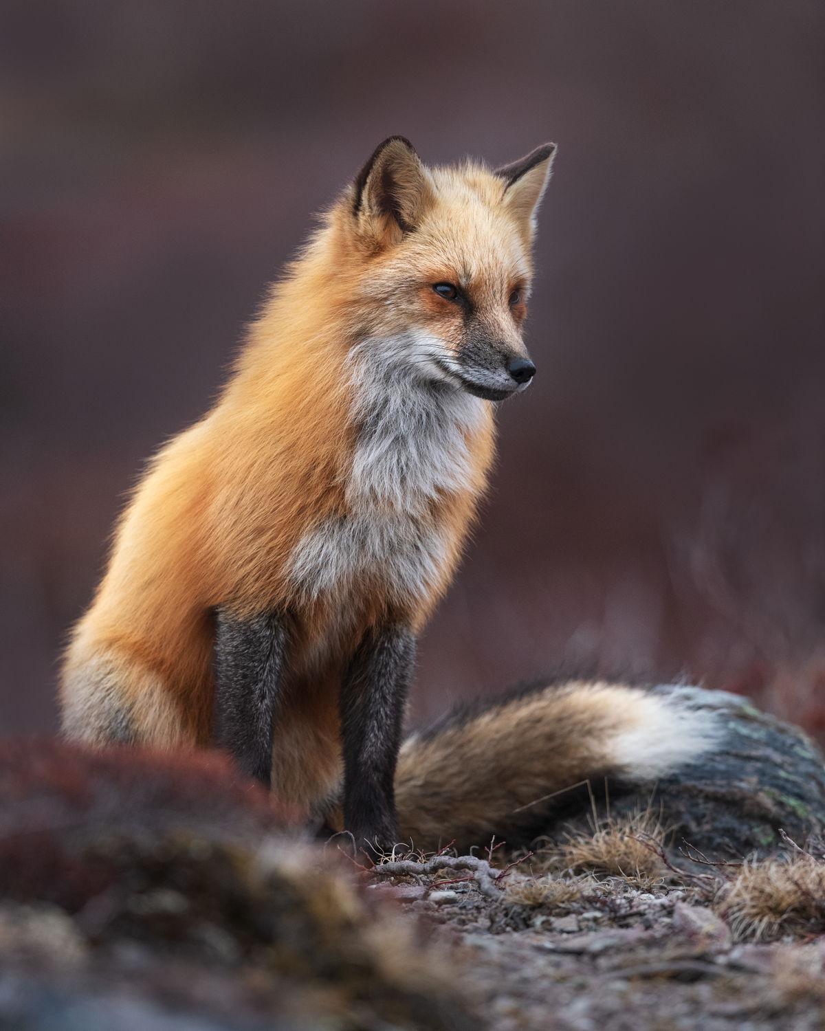 Red Fox Portrait | Brad James | MARKET