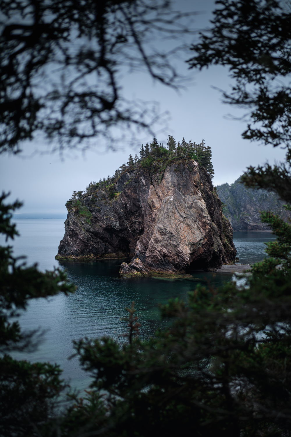 Through The Trees | Russell Lynch | MARKET