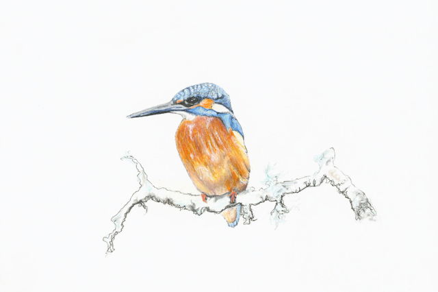 Kingfisher | Jason Higdon | MARKET