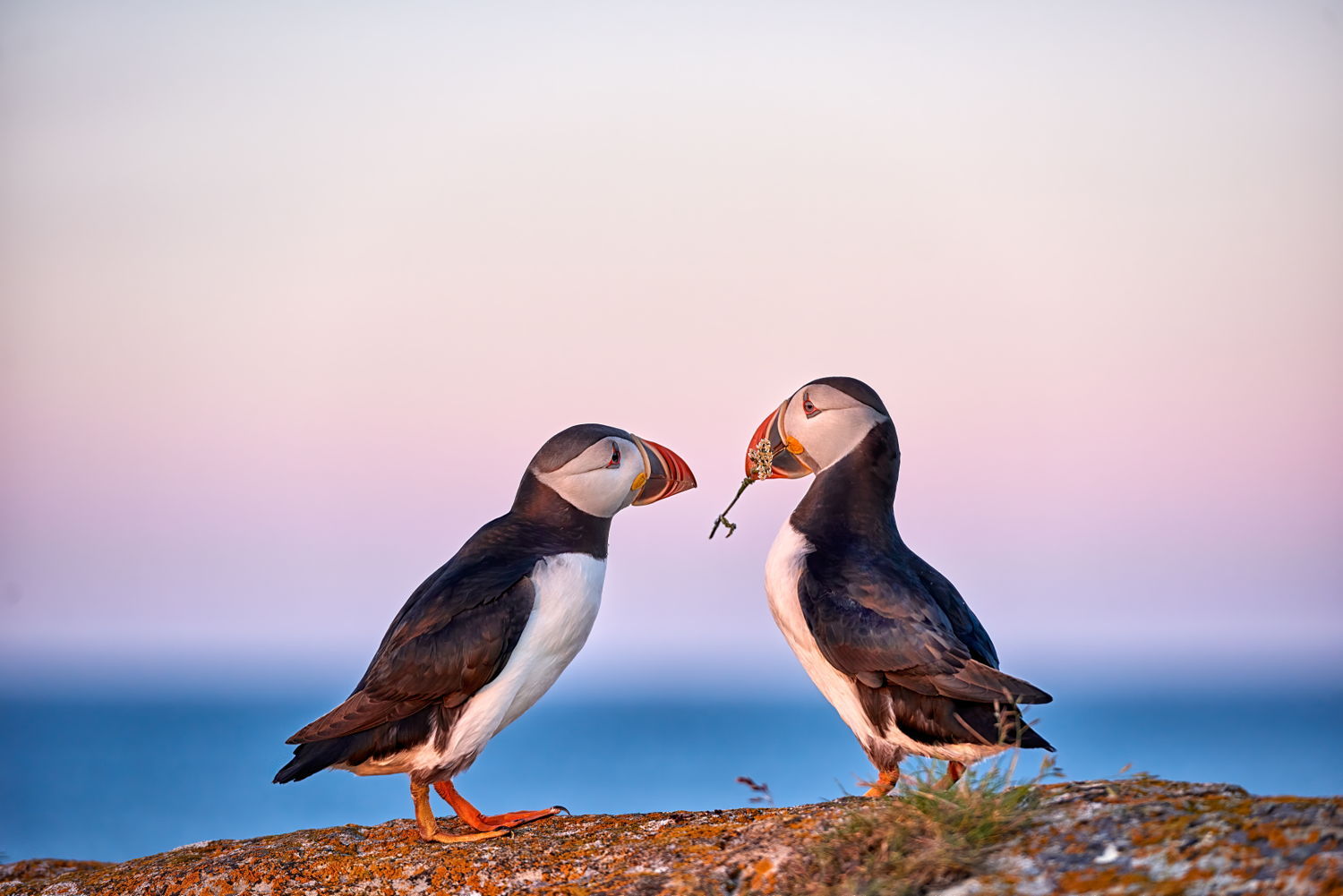 Puffin Love 1 | Darren Langdon | MARKET