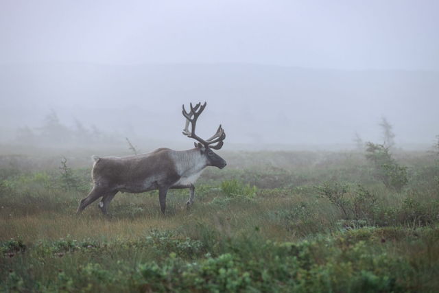 Woodland Caribou in fog | Brad James | ARTfunnels