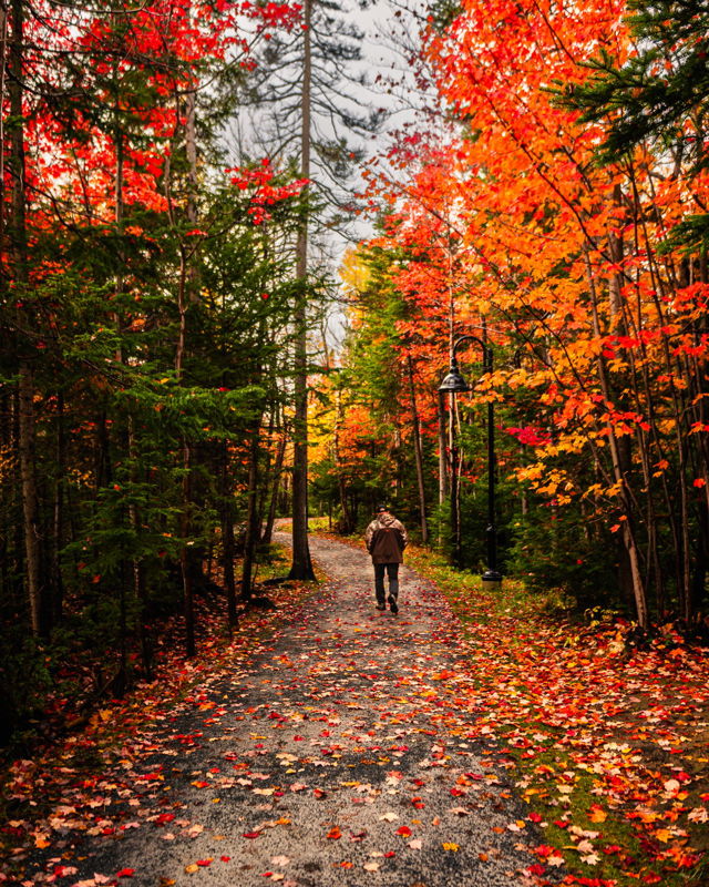 Scenic Fall Walking Trail in Corner Brook Newfoundland Autumn Leaves ...