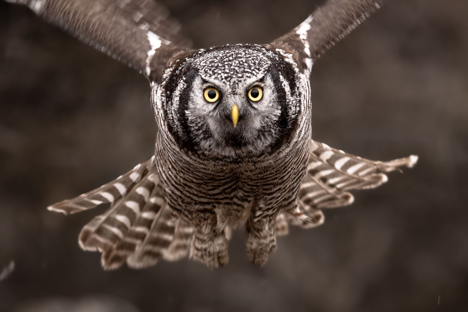 The Stare | Melvin Legge | ARTfunnels