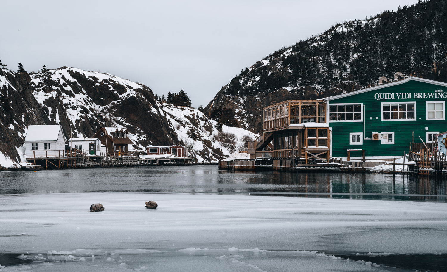 The Seals of Quidi Vidi | Nicole Eagan | MARKET