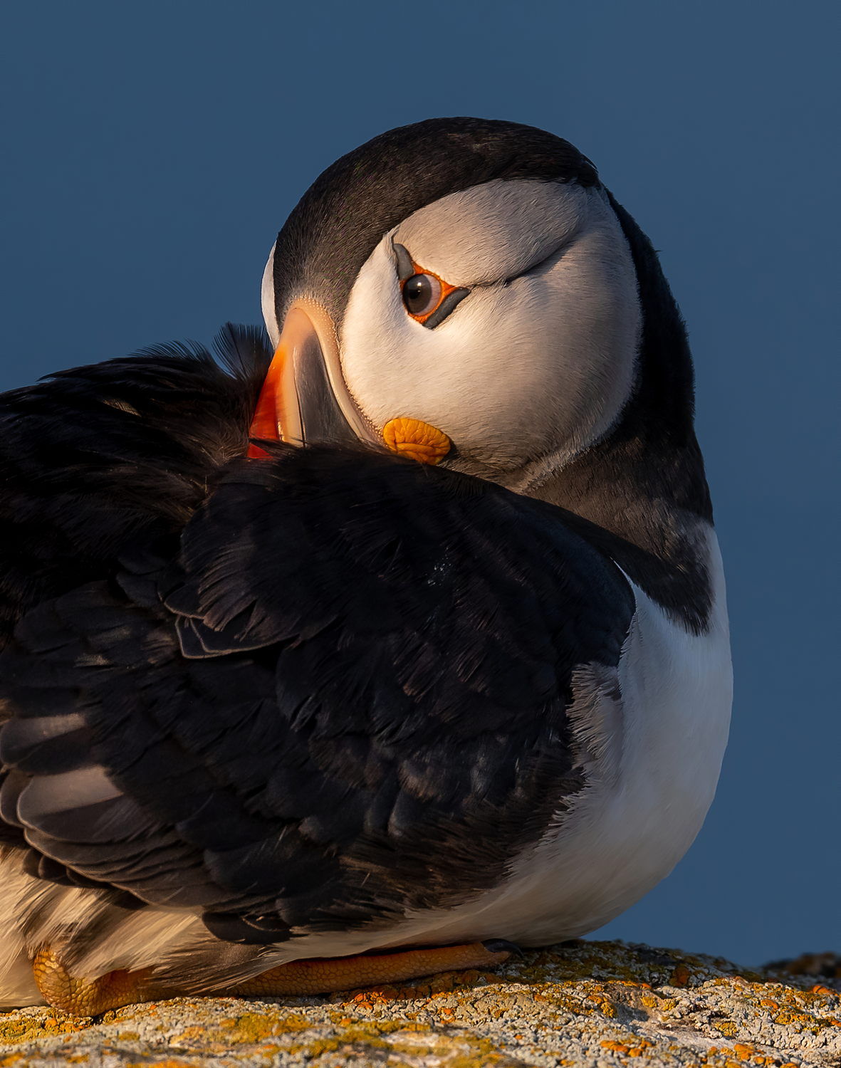 Puffin Eye | Ray Mackey | ARTfunnels
