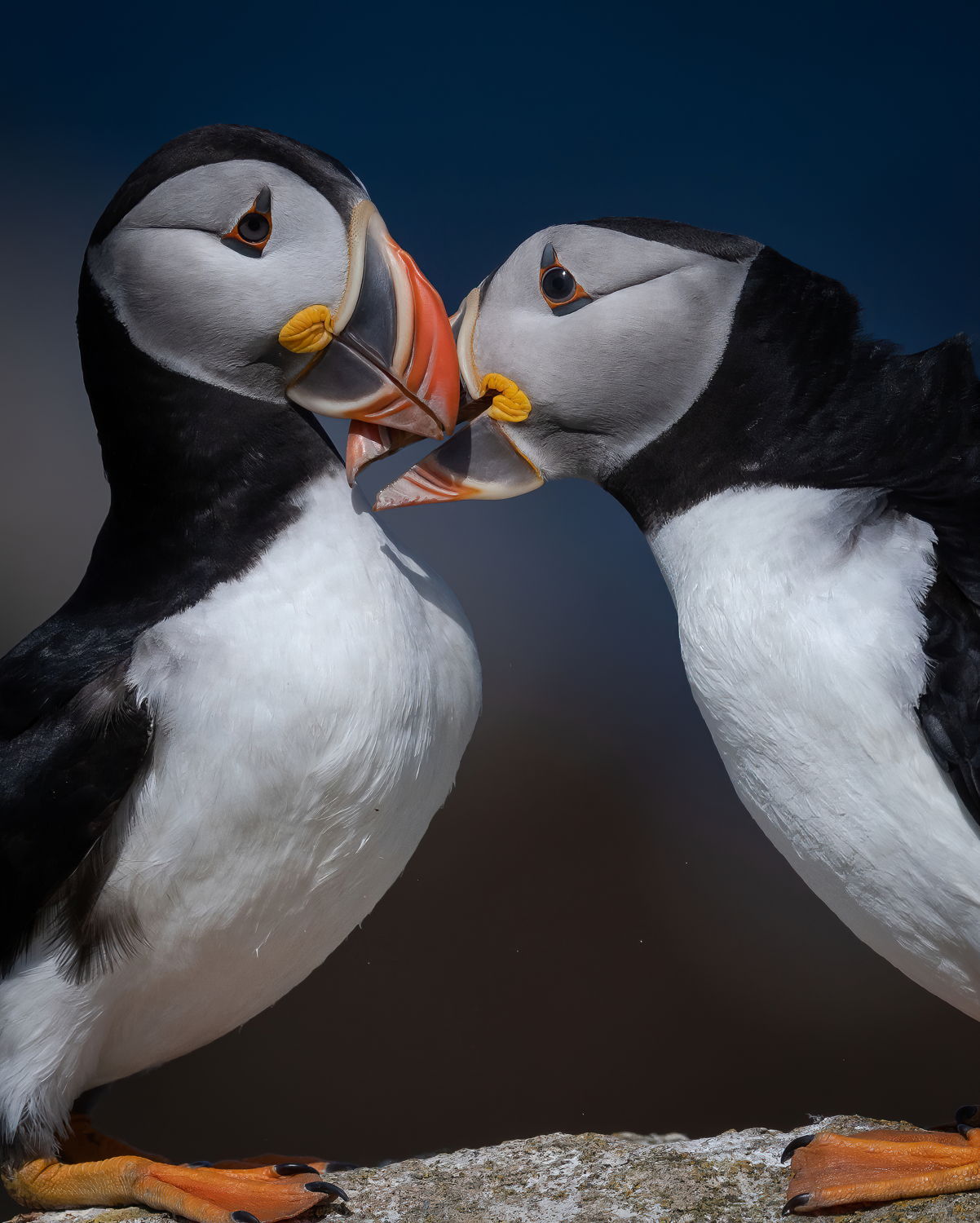 Puffin Couple 100v | Ray Mackey | ARTfunnels