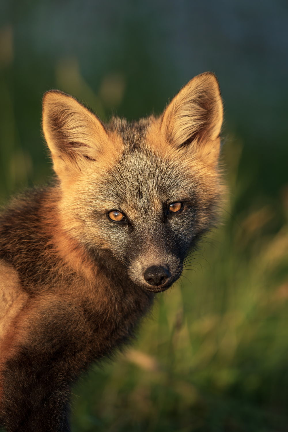 Cross Fox Kit | Russell Lynch | MARKET