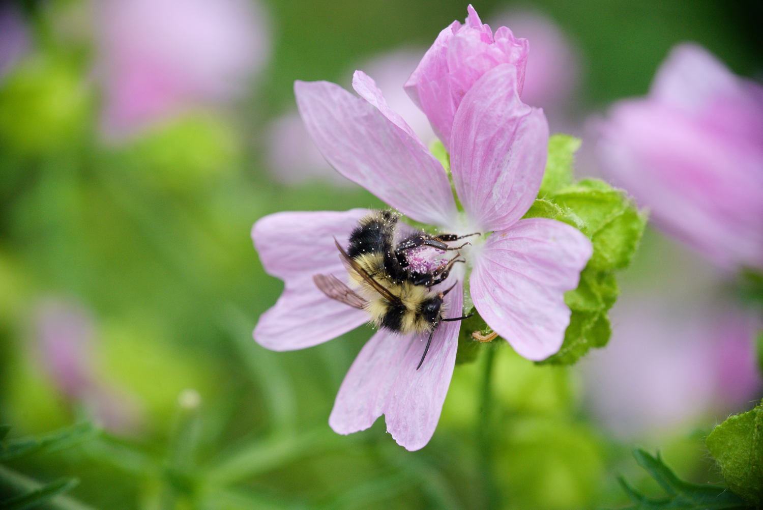 Yellow-banded Bumble bee pollinating Musk Mallow | David Tilley | MARKET