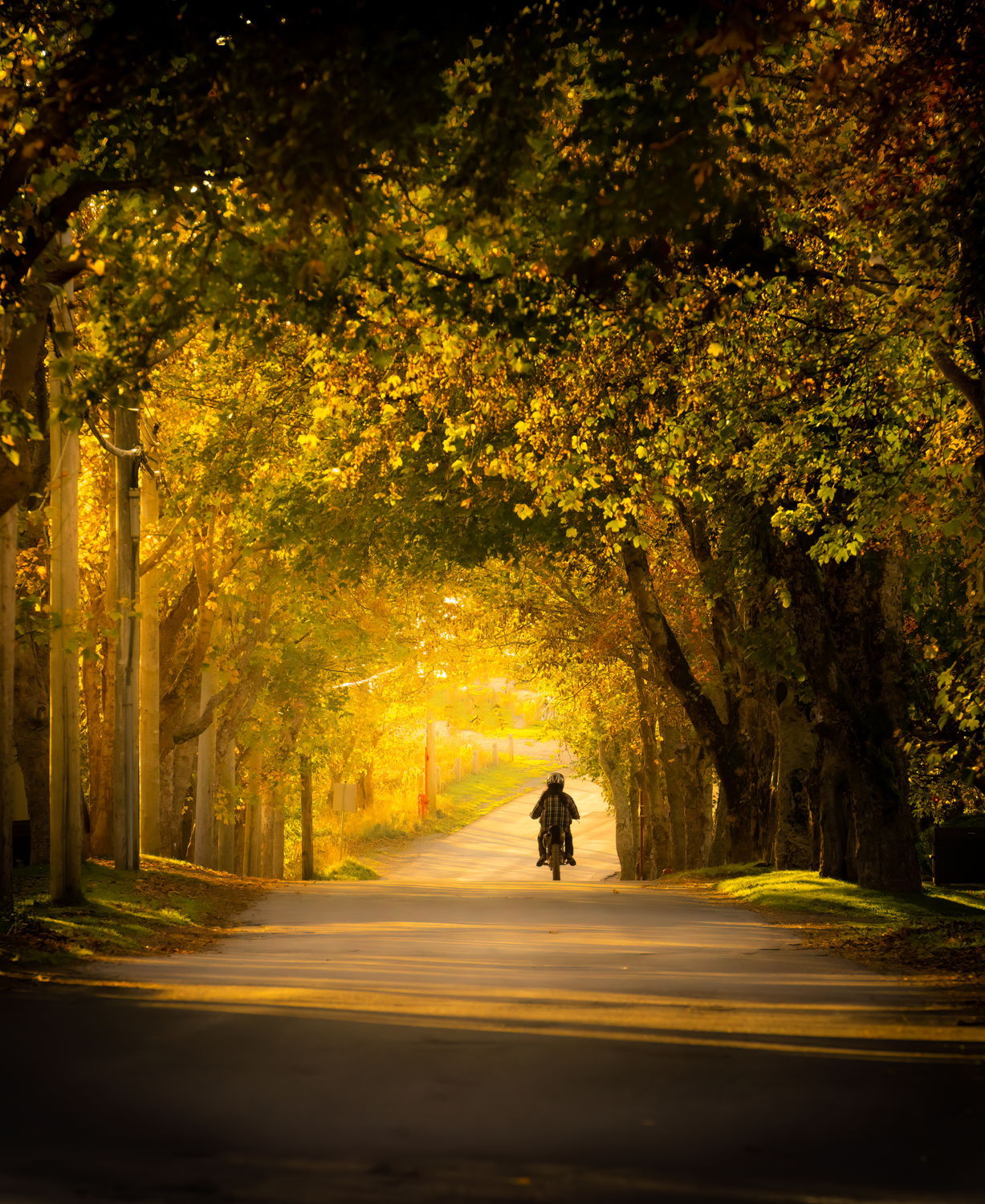 Carbonear Tree Tunnel | Ray Mackey | ARTfunnels