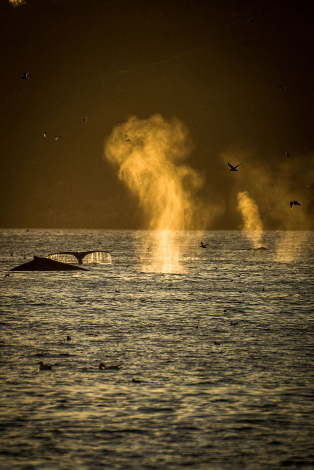 Witless Bay Whale Light | Ray Mackey | ARTfunnels