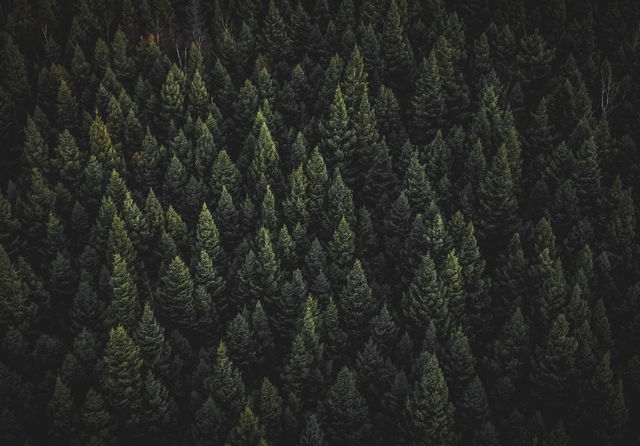 Dark Forest | Amanda Peyton | ARTfunnels