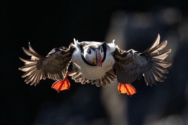 Puffin Flare | Ray Mackey | ARTfunnels