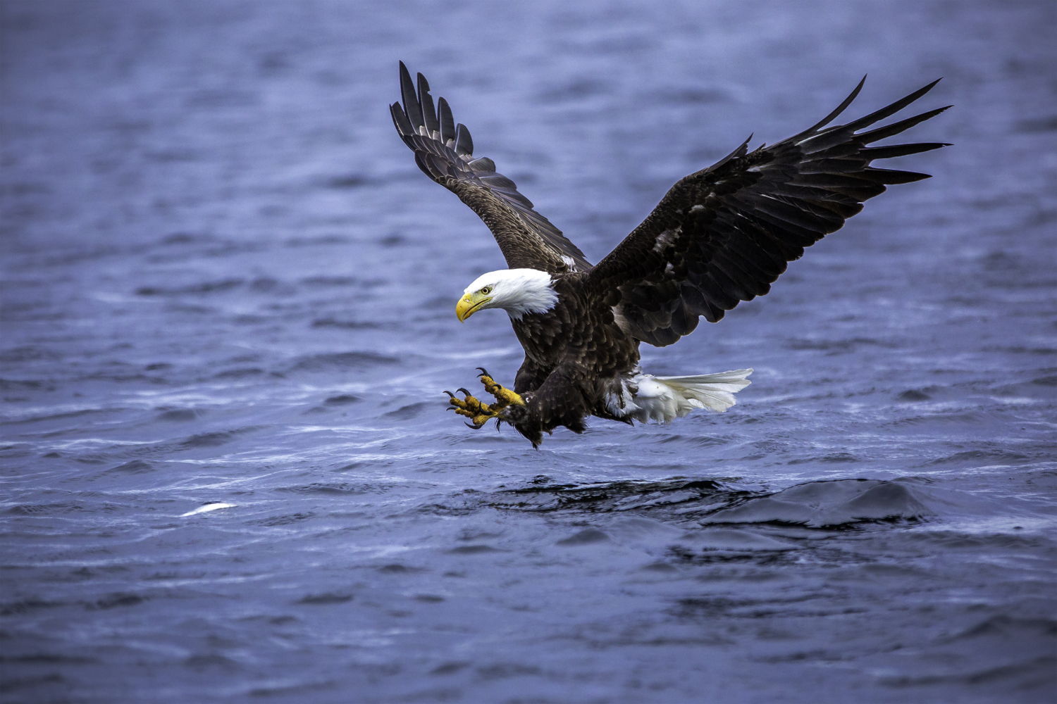 Bald Eagle Catching Herring | Michael Winsor | ARTfunnels