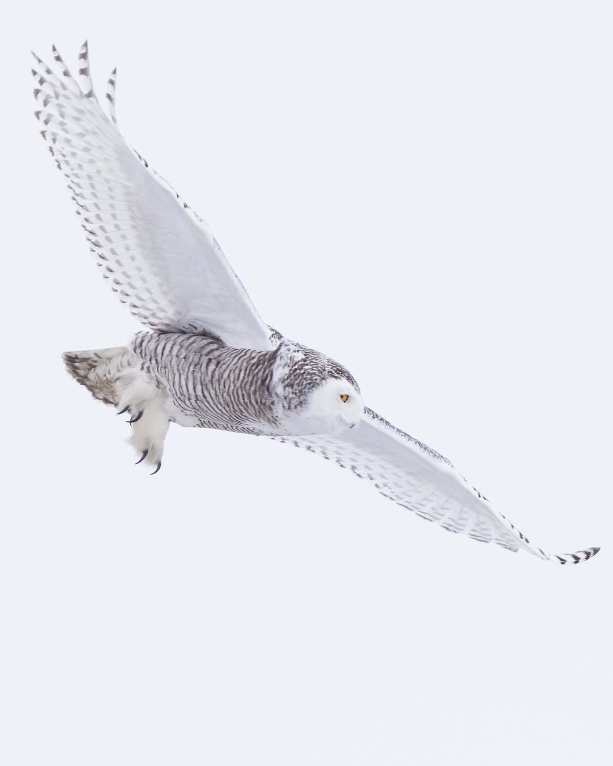 Flying Murder Mittens | Melvin Legge | ARTfunnels