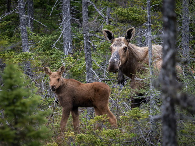 Moose Calf and Mama | Ray Mackey | ARTfunnels