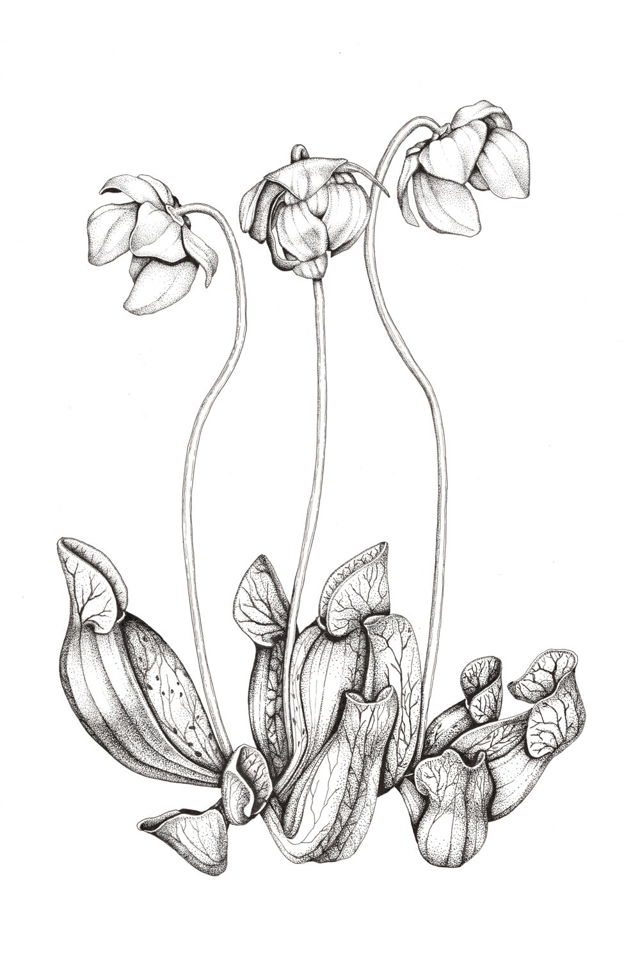 Newfoundland pitcher plants | Barbara Langille | ARTfunnels