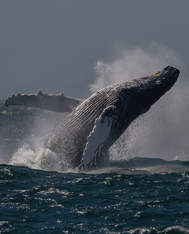 Whale Breach GS7 | Ray Mackey | ARTfunnels