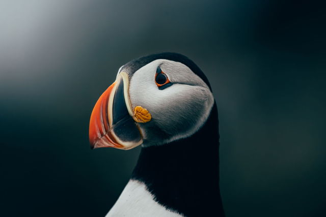 Distinguished Puffin | Robert Conway | ARTfunnels