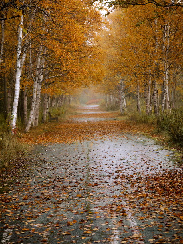 Gander Heritage Trails | Amanda Peyton | ARTfunnels