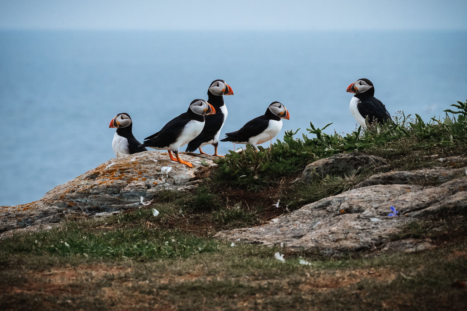 Puffin Party | Carol Ann Ryan | MARKET