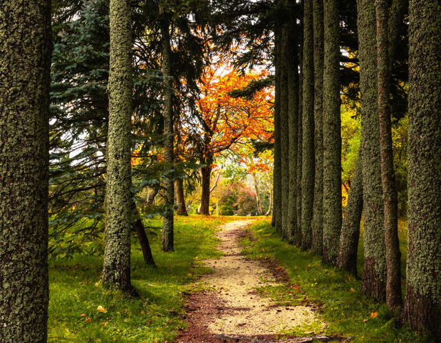 Bowring Park | Greg Bolger | ARTfunnels
