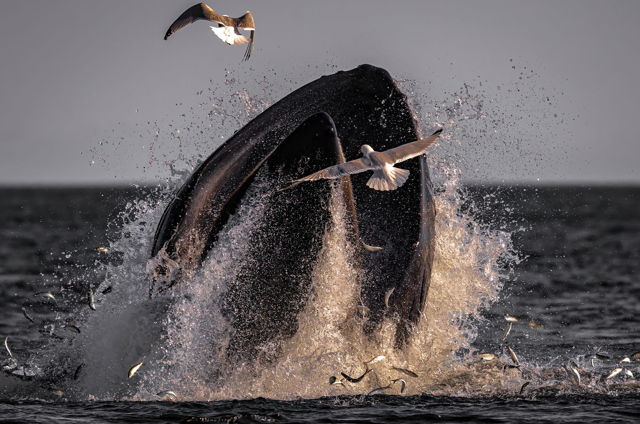 Holyrood Whale W1 | Ray Mackey | ARTfunnels