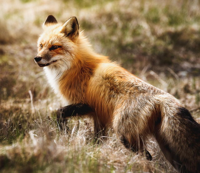Red Fox Beauty | Carol Ann Ryan | MARKET