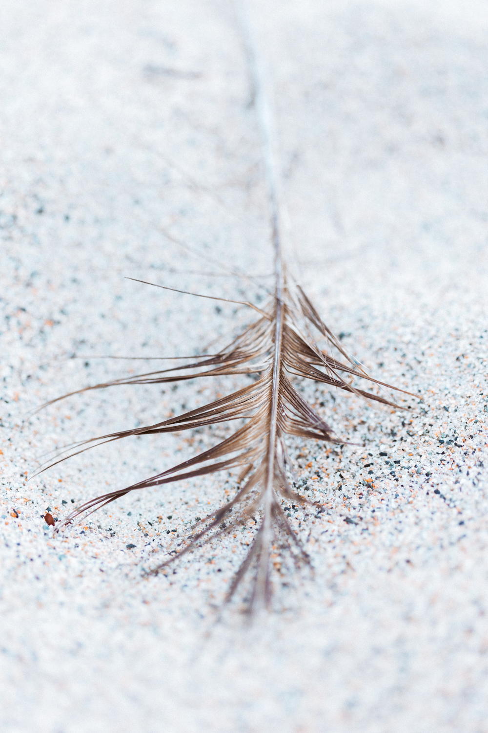 Sand Feather | Lori Moss | MARKET
