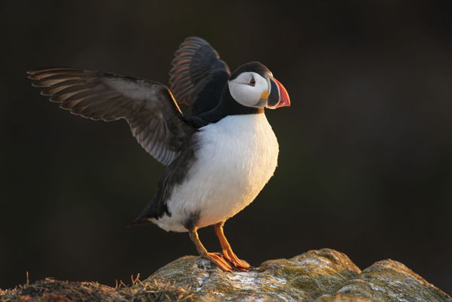 Atlantic Puffin Wing Stretch | Brad James | MARKET